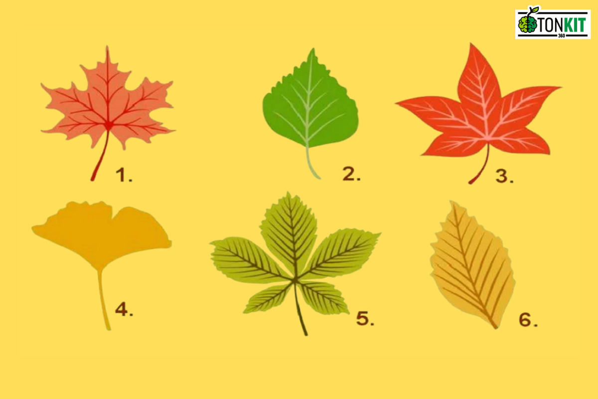 ใบไม้ - Tonkit360